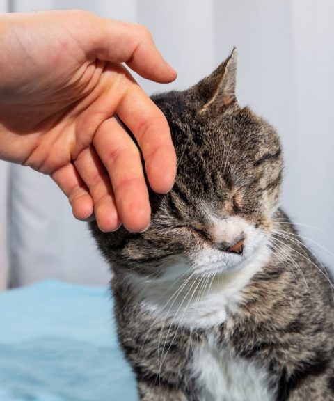 Pet Quality of Life Guide - Lovingkindness Veterinary Care